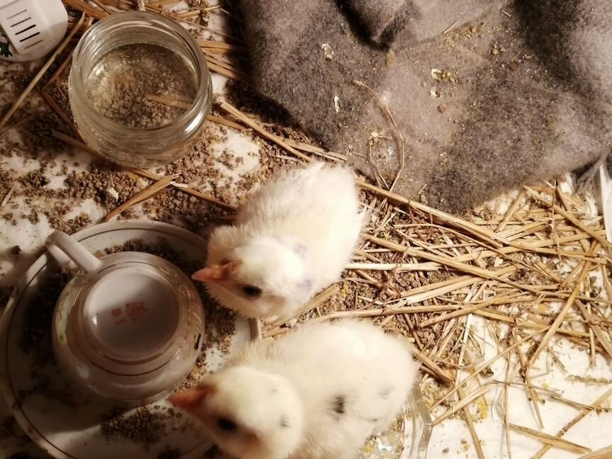 Цыплята кур несушек