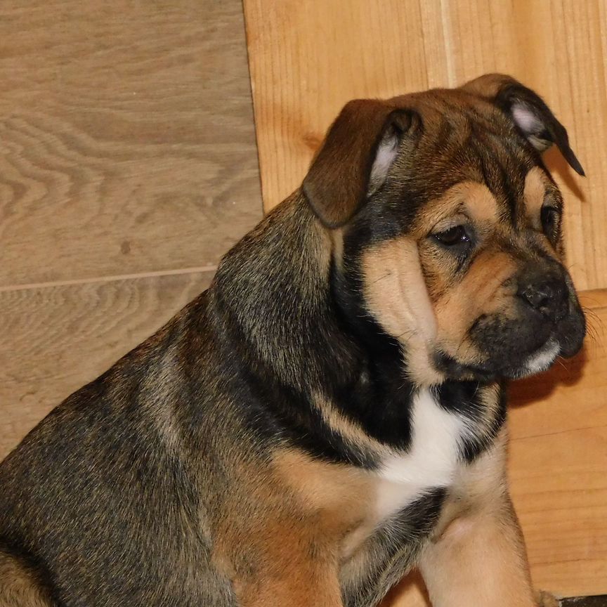 Ка-де-бо, щенок