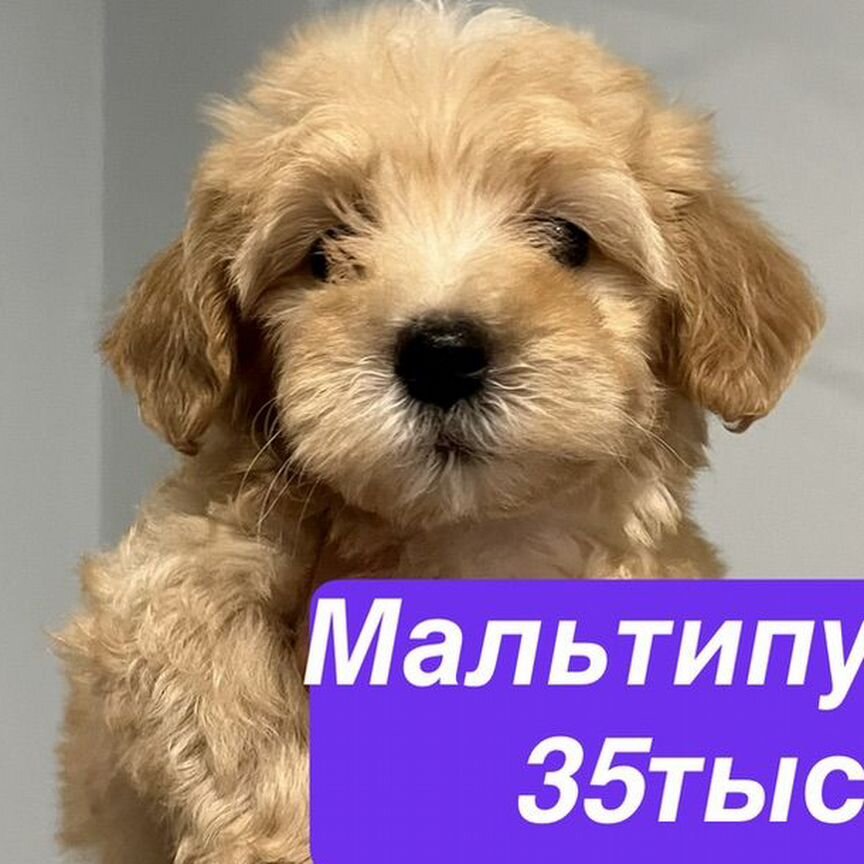 Мальтипу, щенок