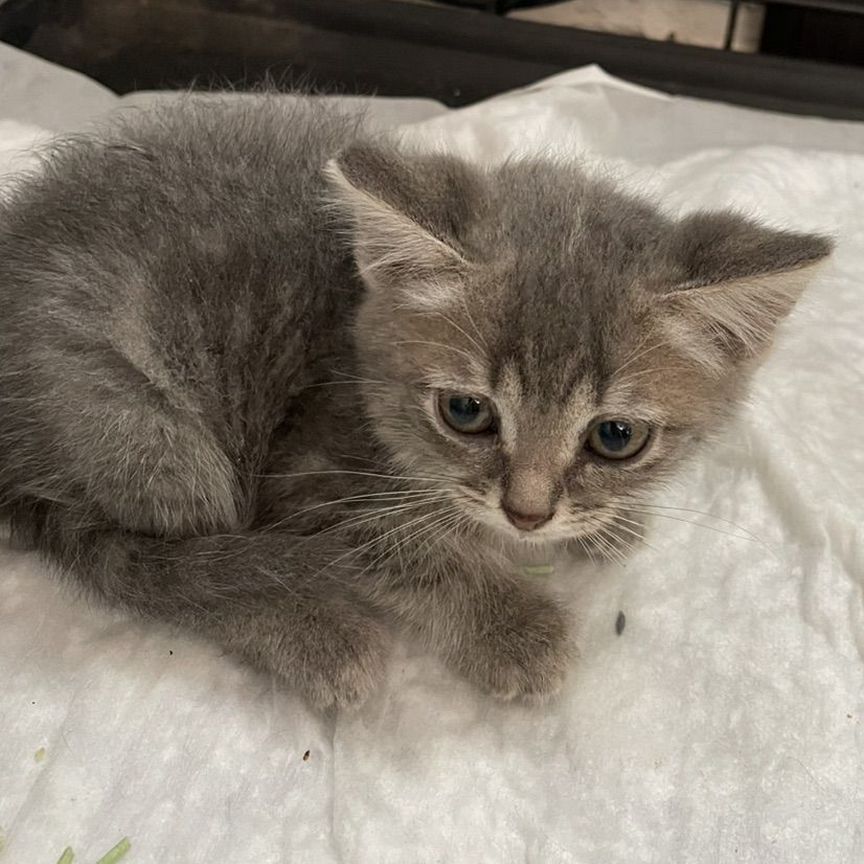 Котёнок в добрые руки