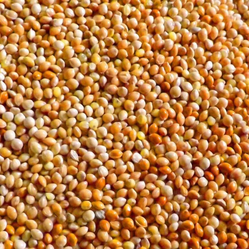 Просо для всех видов попугаев