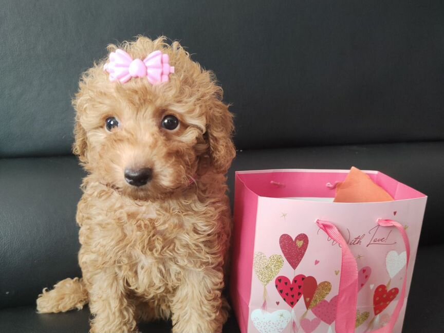 Той-пудель мини