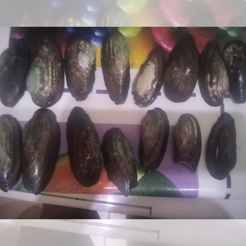 Ракушки для аквариума