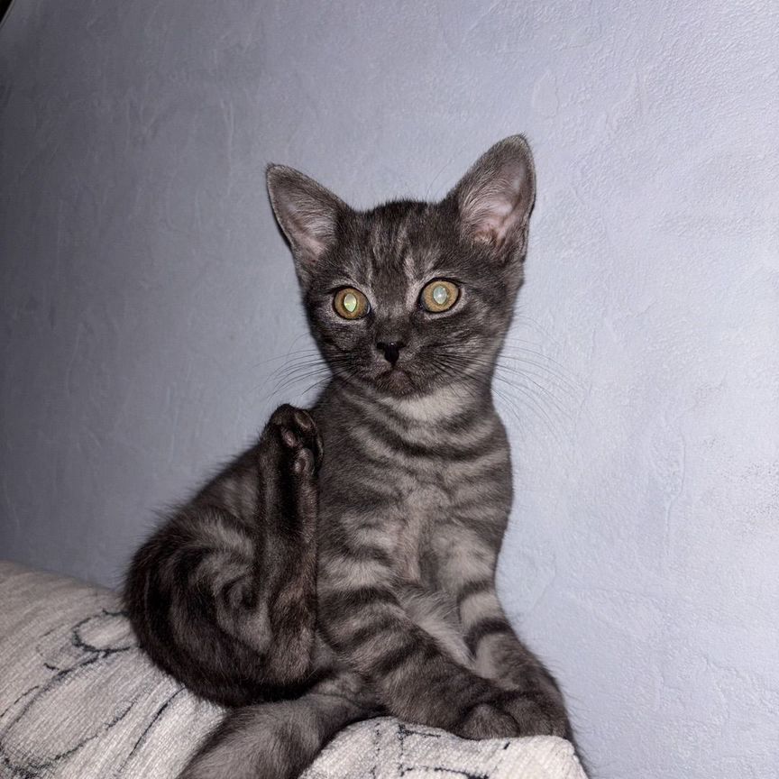 Отдам в добрые руки маленькую кошечку