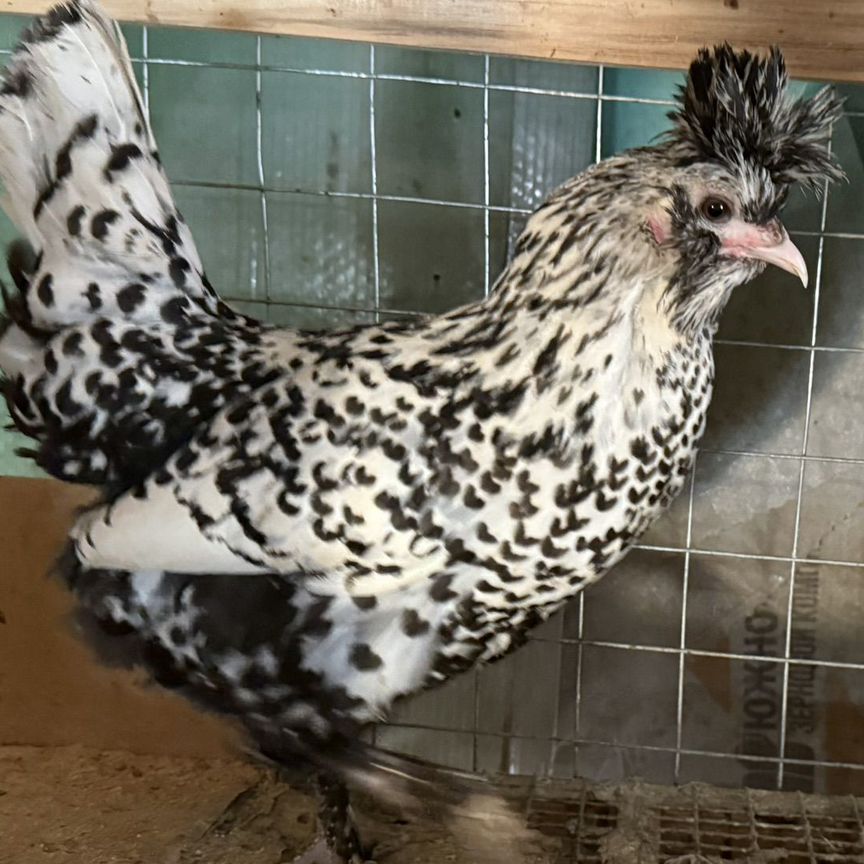 Семья Павловское серебро