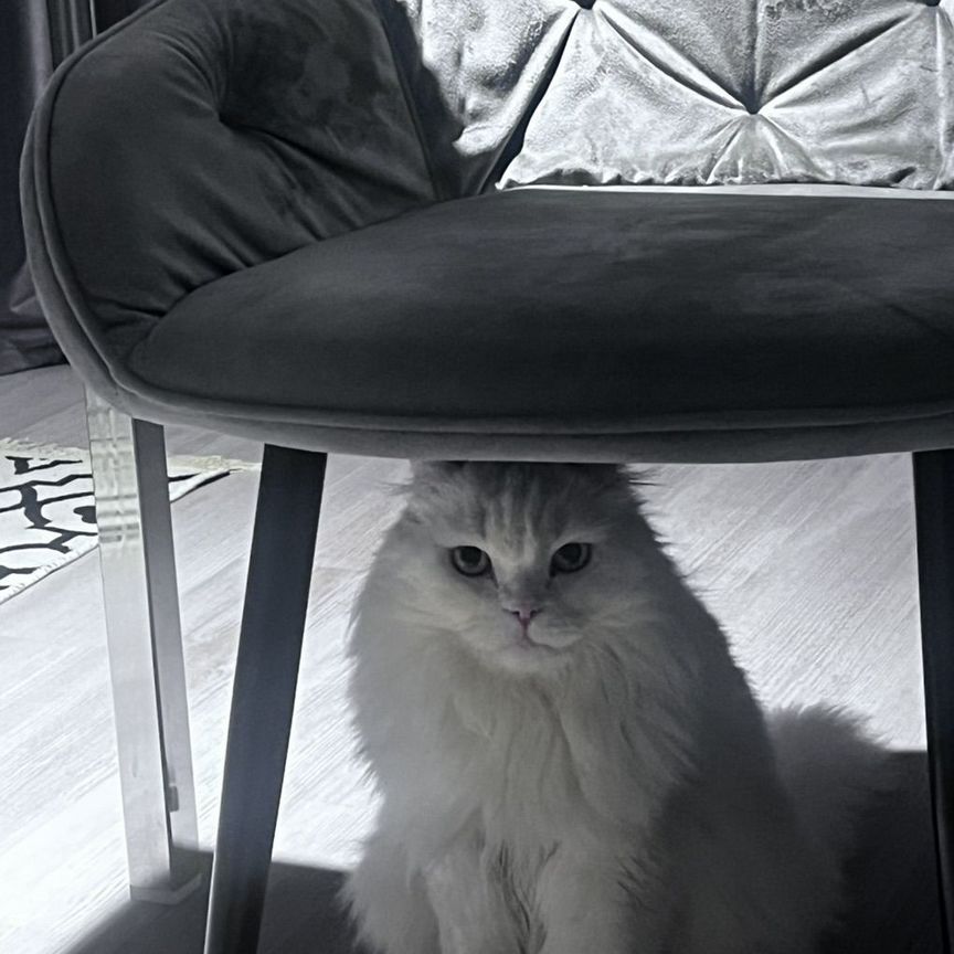 Кот бесплатно