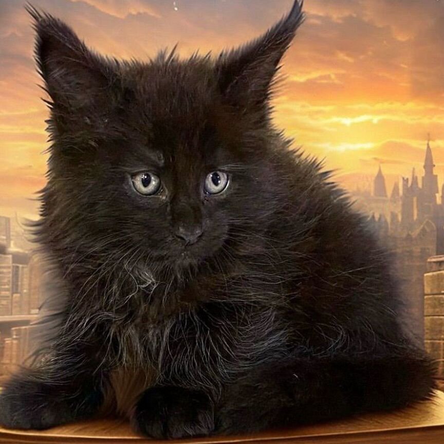 Мейн-кун котёнок