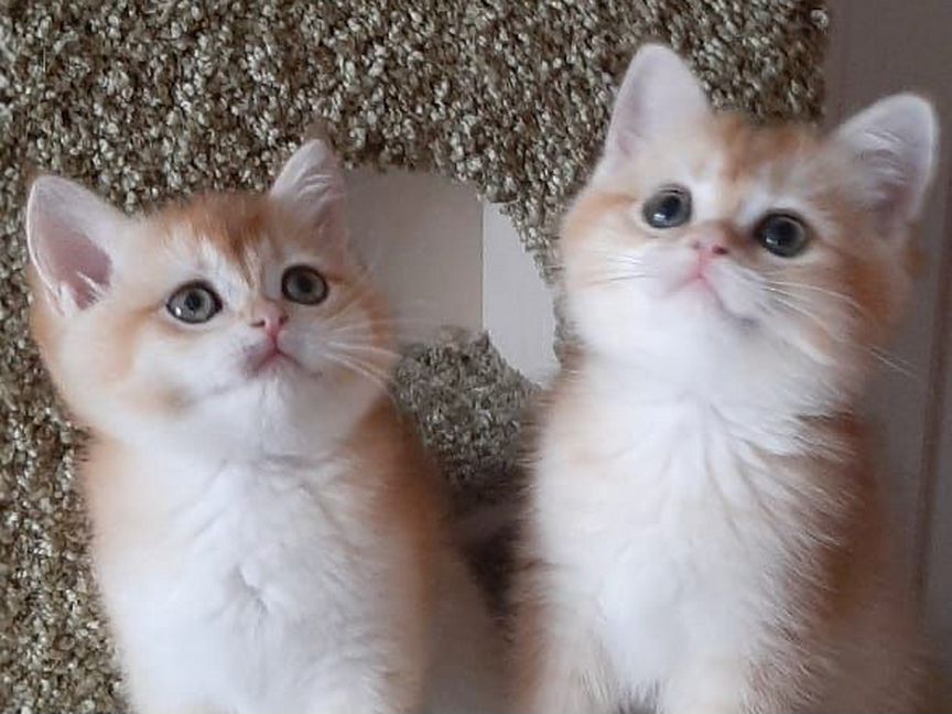 Британские девочки ny 12