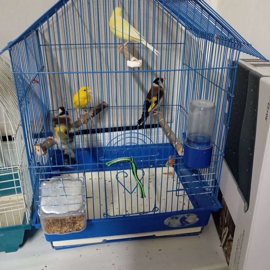 Кенары, щеглы