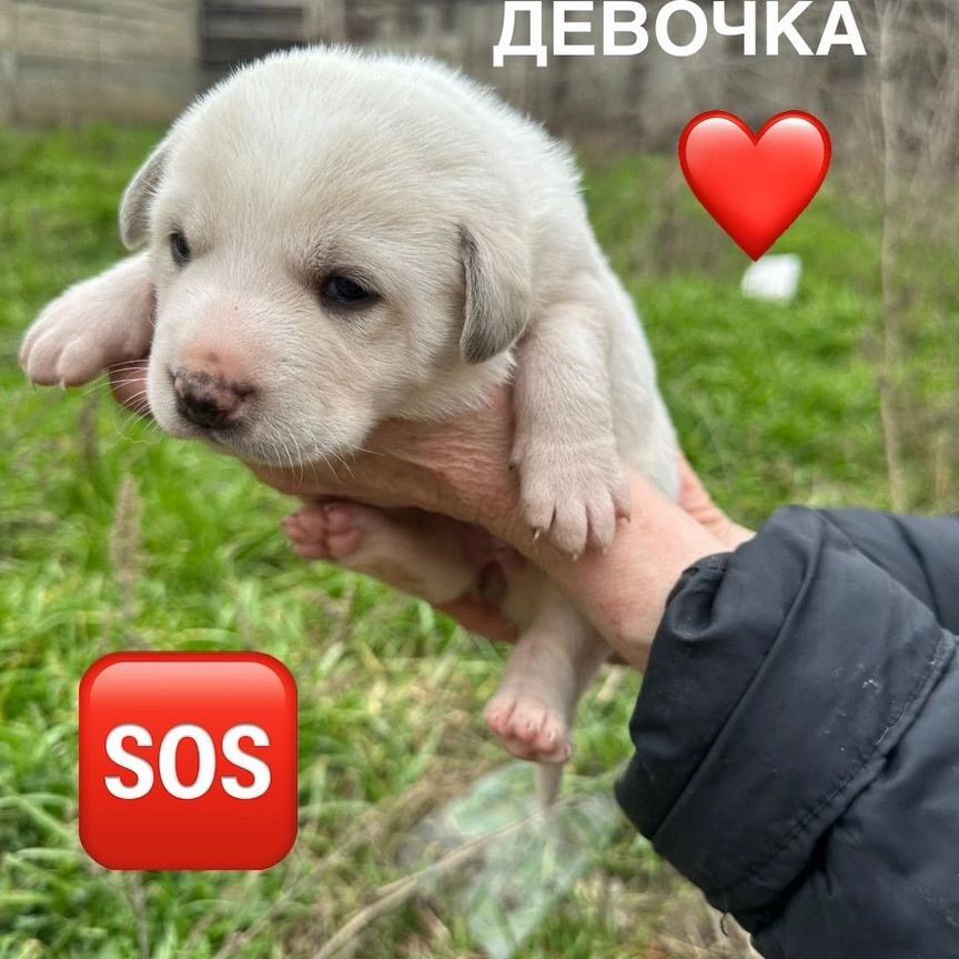 Щенки в добрые руки