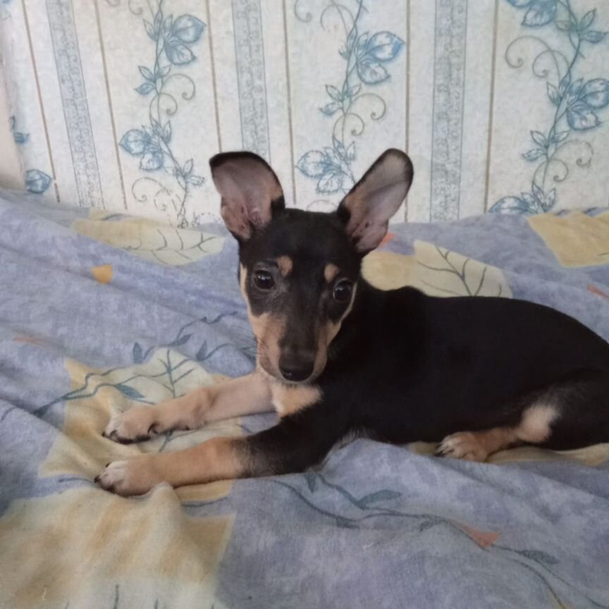 Той-терьер помесь