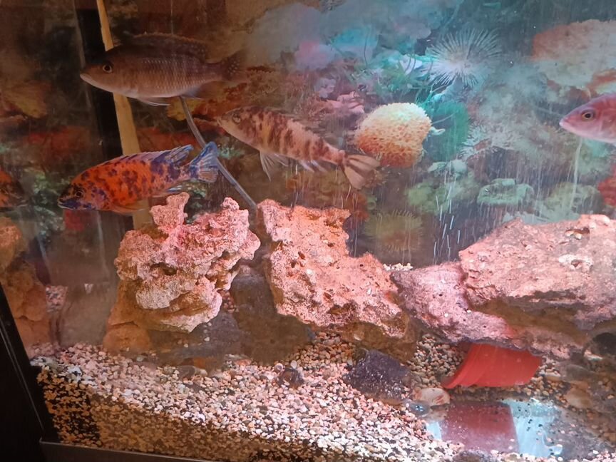 Цихлиды два самца 4 самки, отдам бесплатно