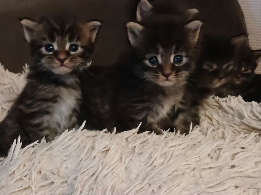 Котята мейн-кун