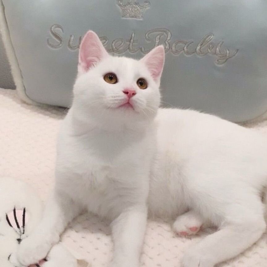 Котенок