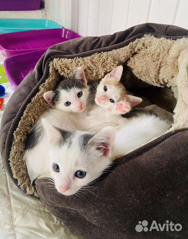 Чудесные котята ждут вас 1,5 мальчики и девочка