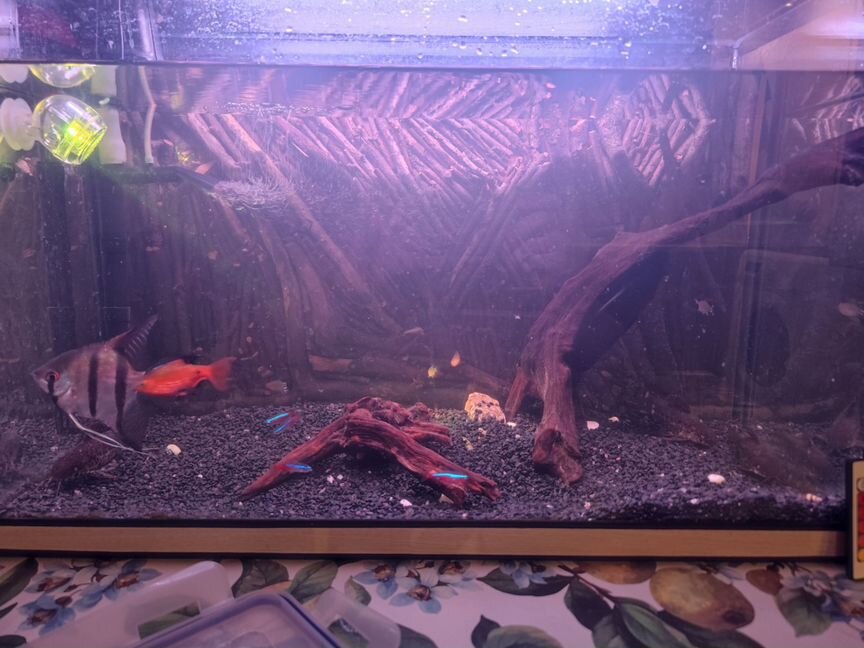 Парчовый птеригоплихт