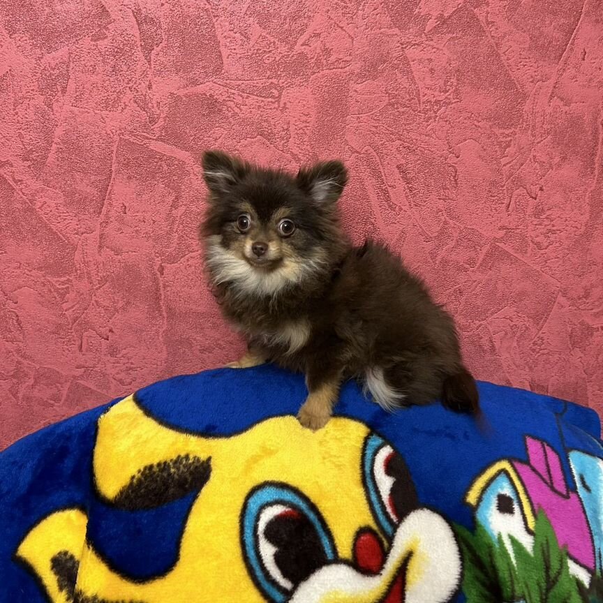 Шпиц мальчик шоколад