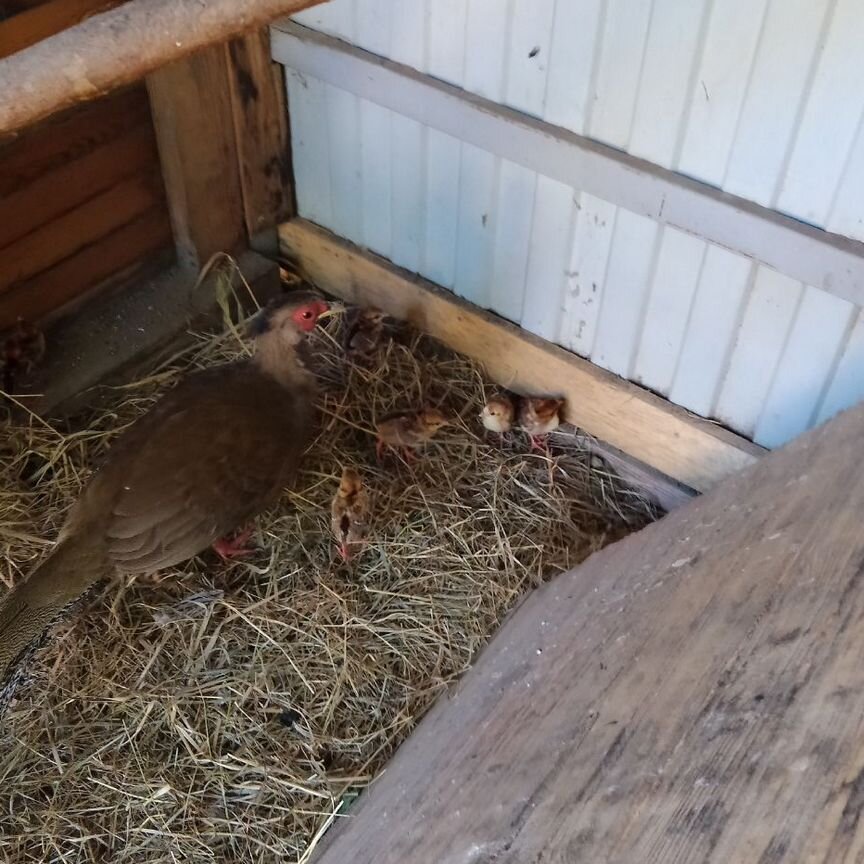 Серебряный фазан