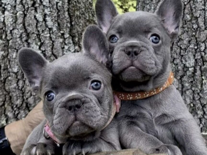 Французский бульдог