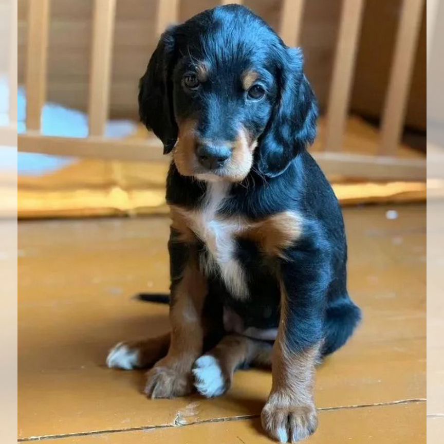 Шотландский сеттер, щенок