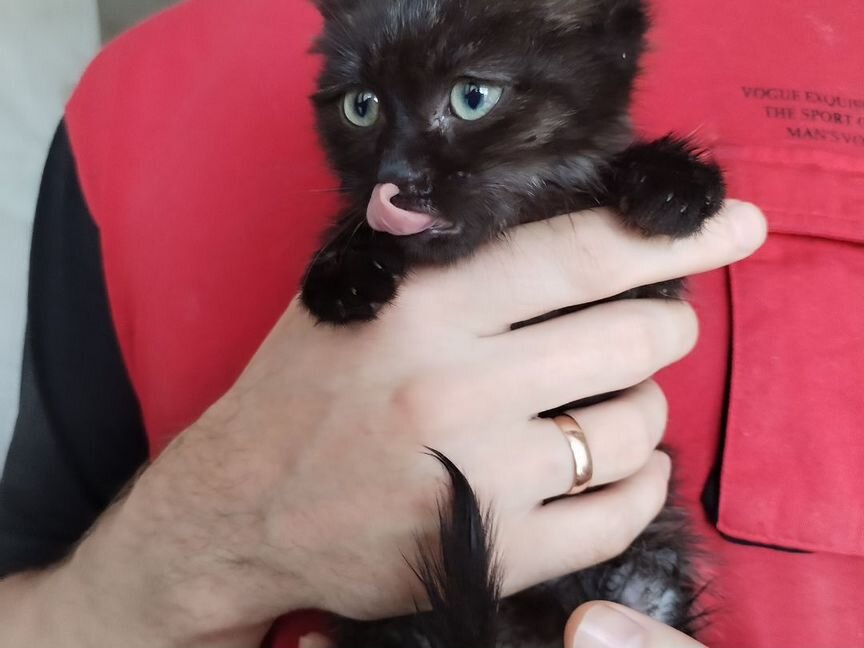 Котенок девочка кошка в добрые руки