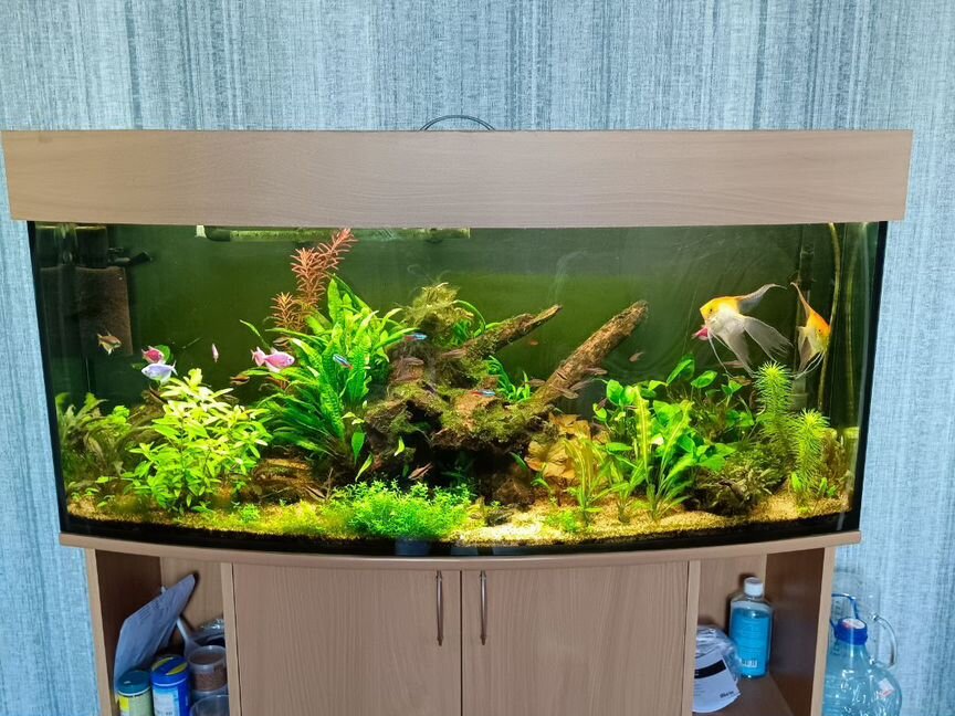 Аквариум с тумбой 240л., с животными и растениями