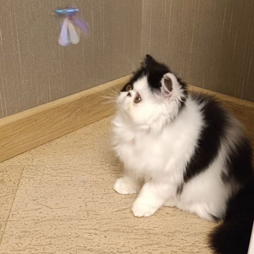 Кошки породистые