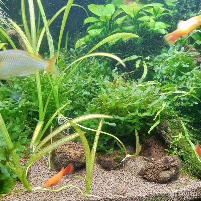 Валлиснерия тигровая