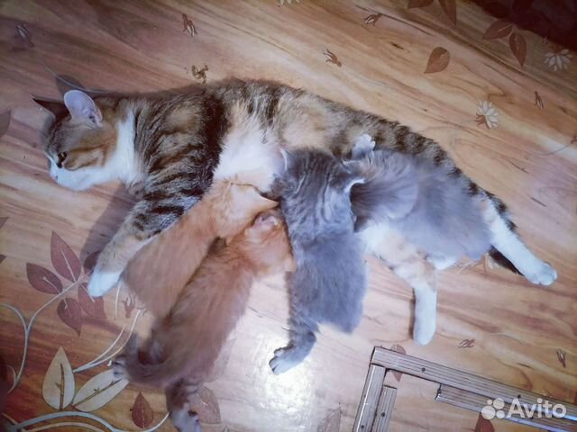 Отдам котят в добрые руки