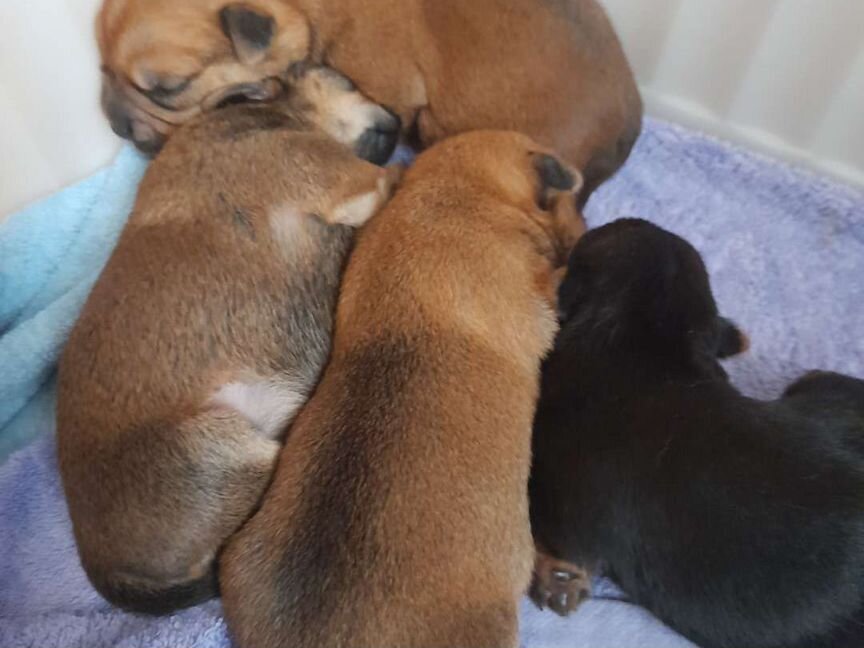 Маленькие собаки