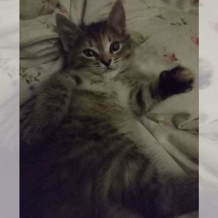 Котёнок в добрые руки