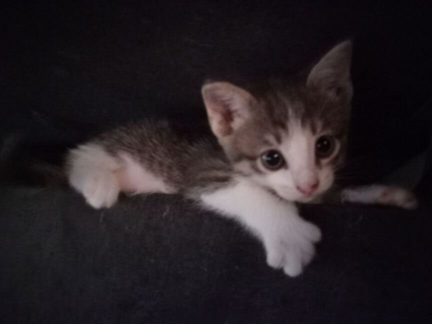 Кошка в дар