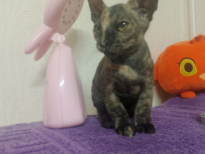 Кошка сфинкс продам