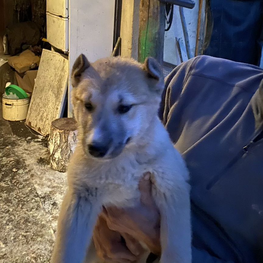 Восточно сибирская лайка