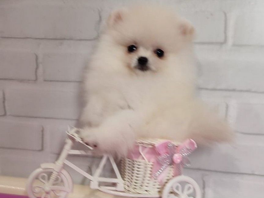 Померанский шпиц крутой блондинчик