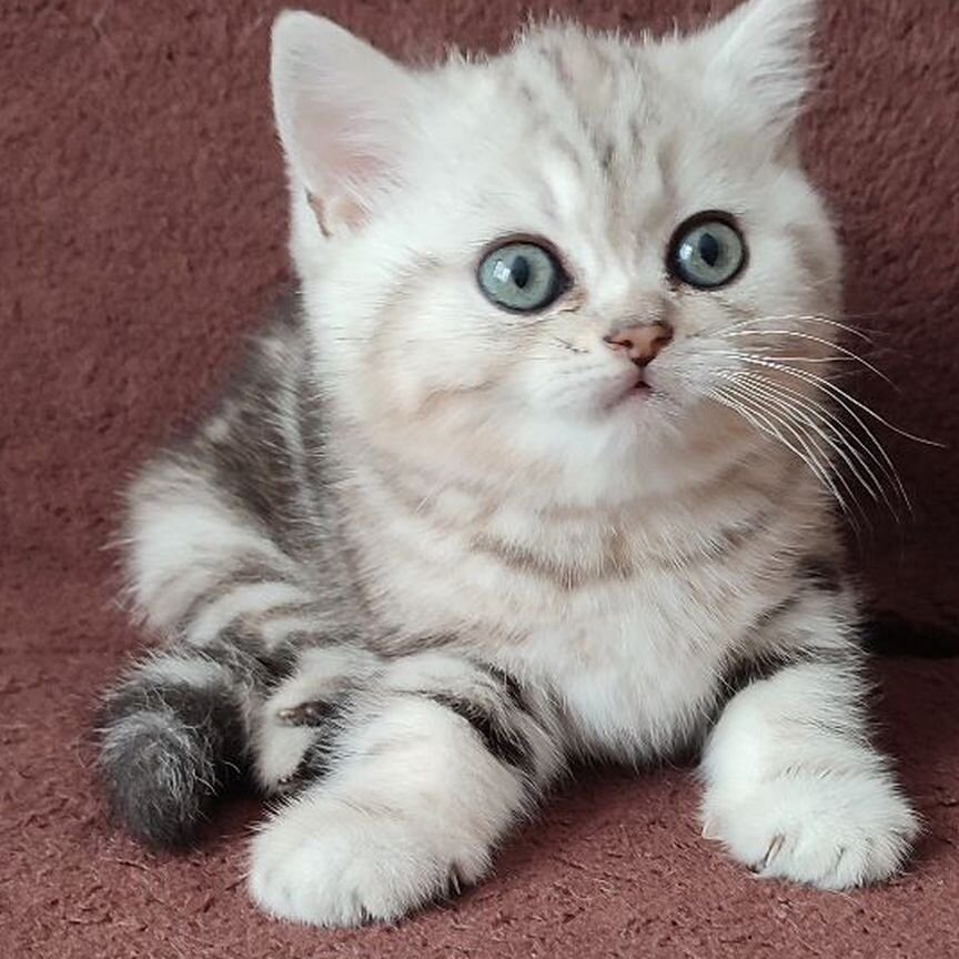 Шотландские прямоухие котята