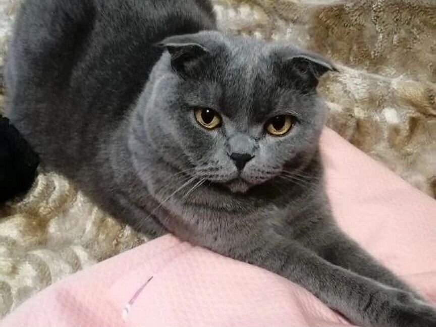 Вислоухий кот ищет дом