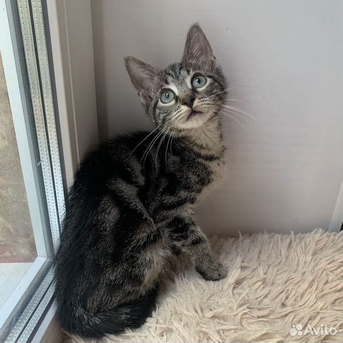 Котенок Ричард