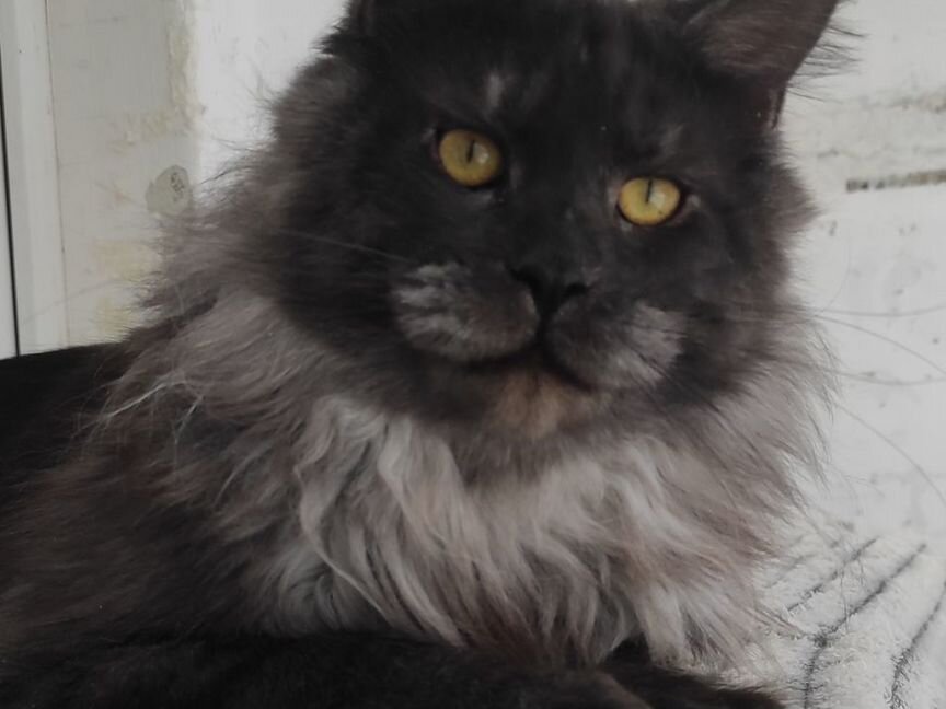 Черный дымный котенок
