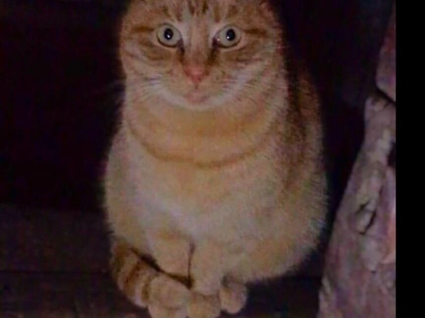 Кошка из темницы