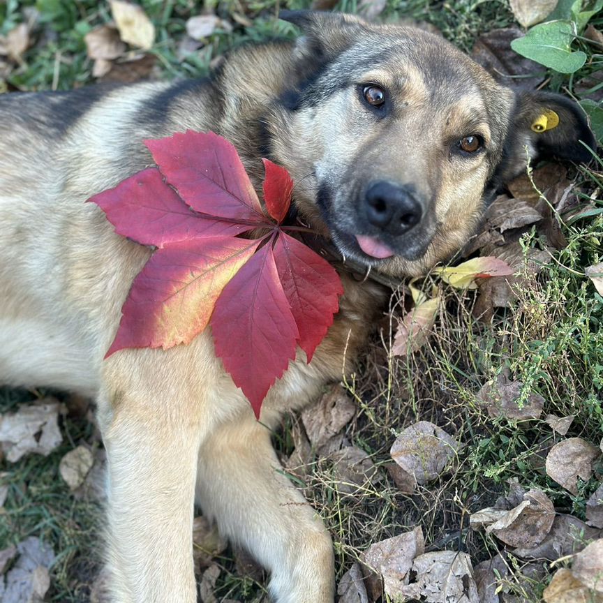 Собачка Лиза в добрые руки
