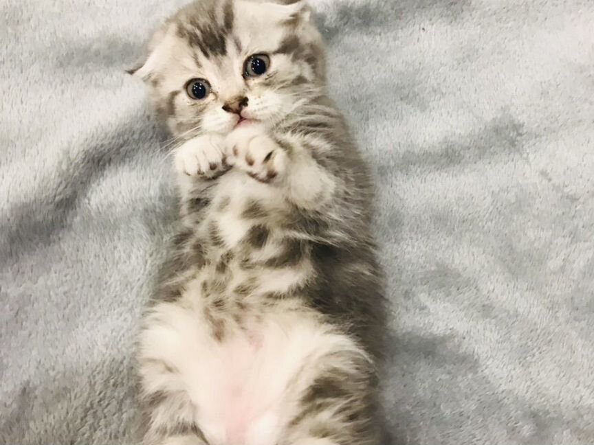 Шотландская вислоухая