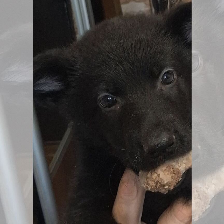 Немецкая овчарка, щенок