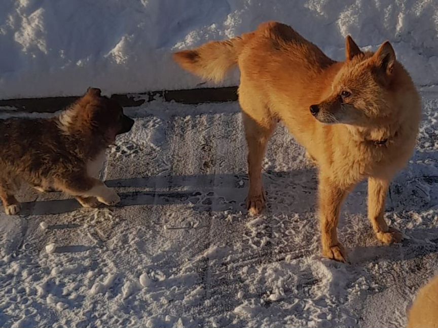 Щенок в добрые руки