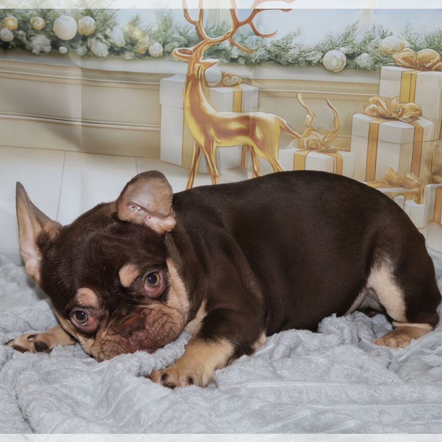 Французский бульдог, щенок