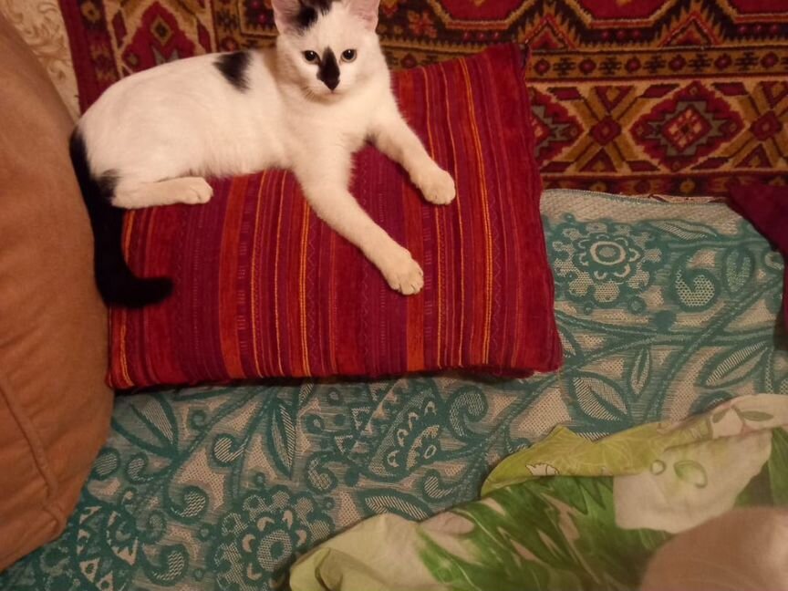 Красавец по кличке Бакс