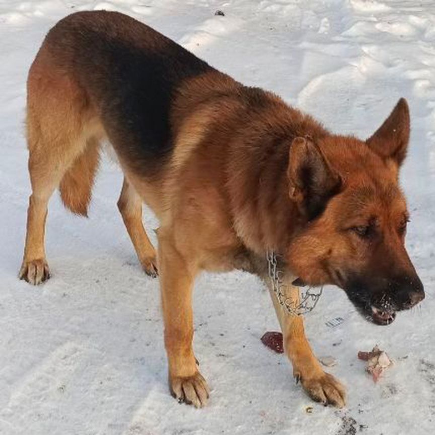 Немецкая овчарка, взрослый пёс