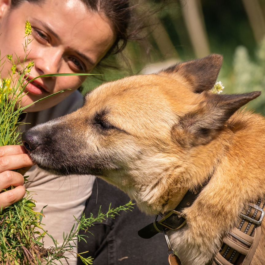 Молоденький нежный пёсик из приюта в любящую семью