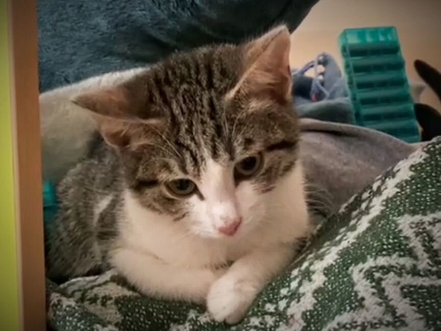 Котенок девочка 3 месяца