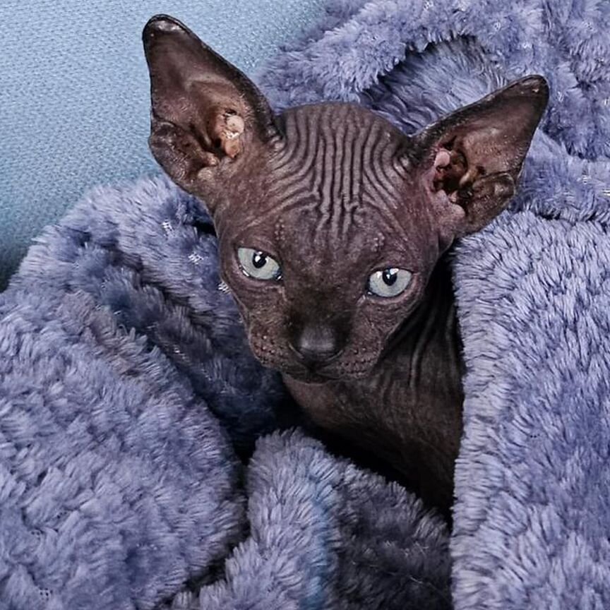 Котята сфинкс